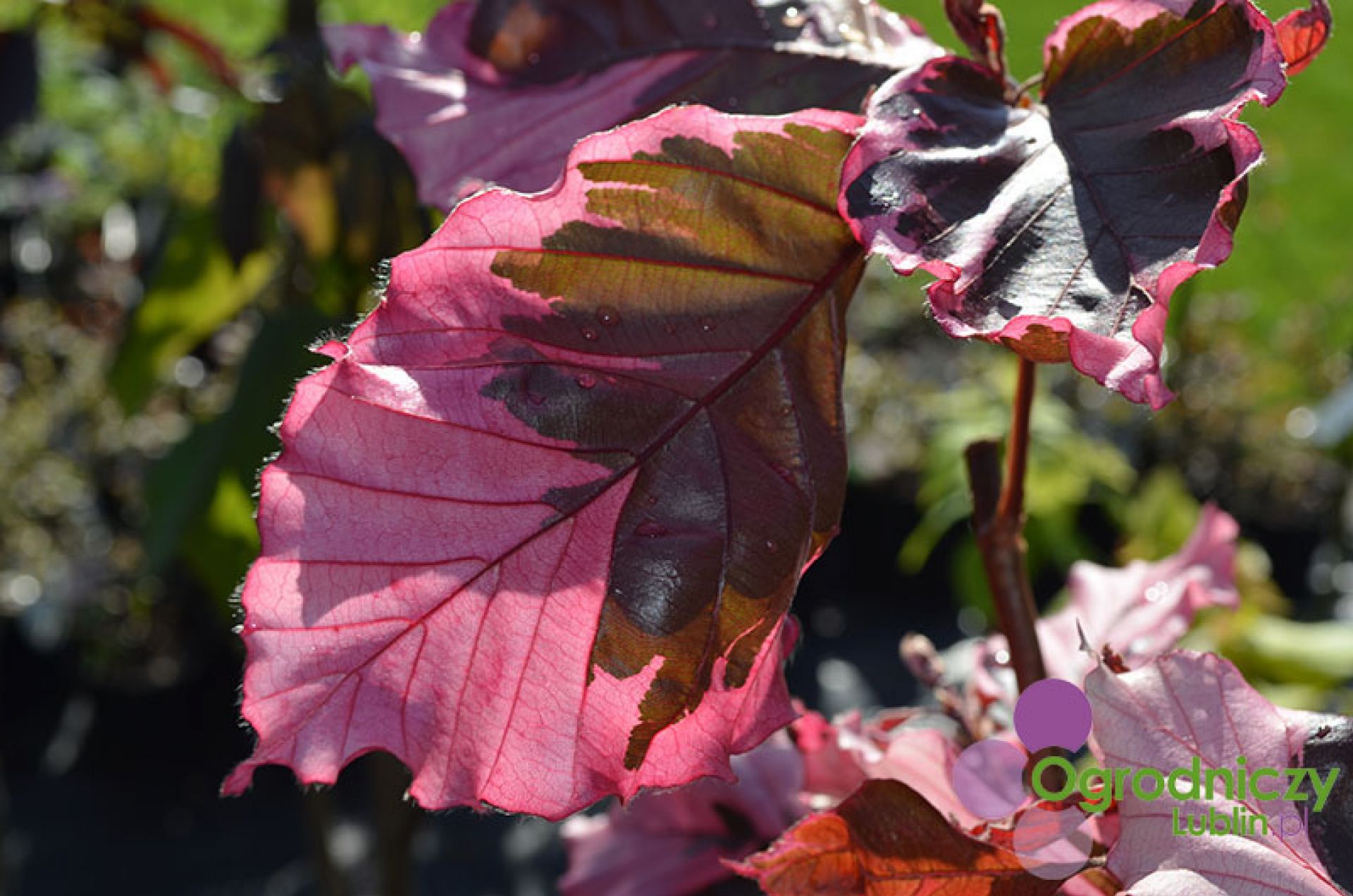 Fagus sylvatica 'Tricolor' (Buk pospolity) - - Drzewa i krzewy ...
