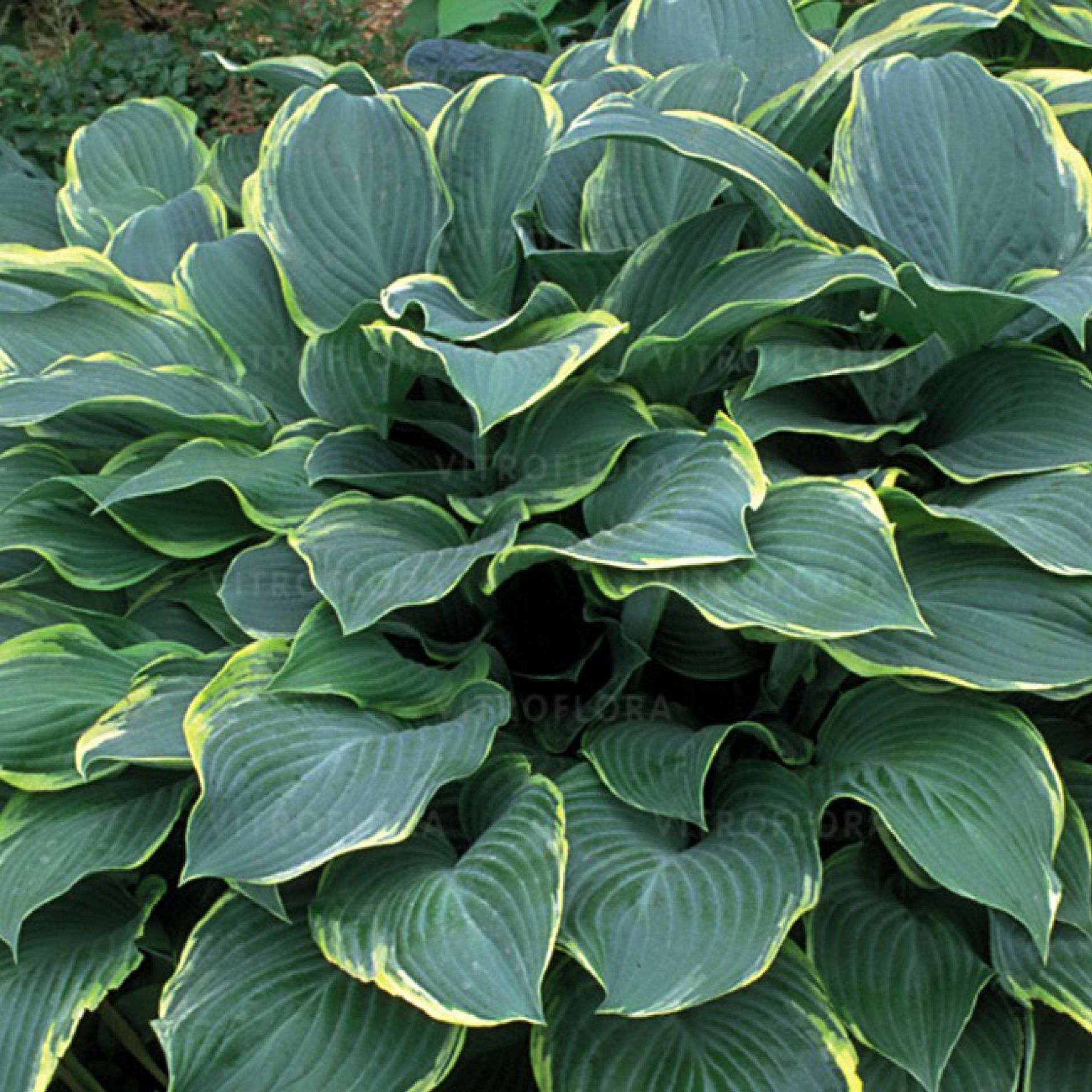 Hosta 'Regal Splendor' (Funkia) - - Byliny Hosty - Centrum Ogrodnicze ...