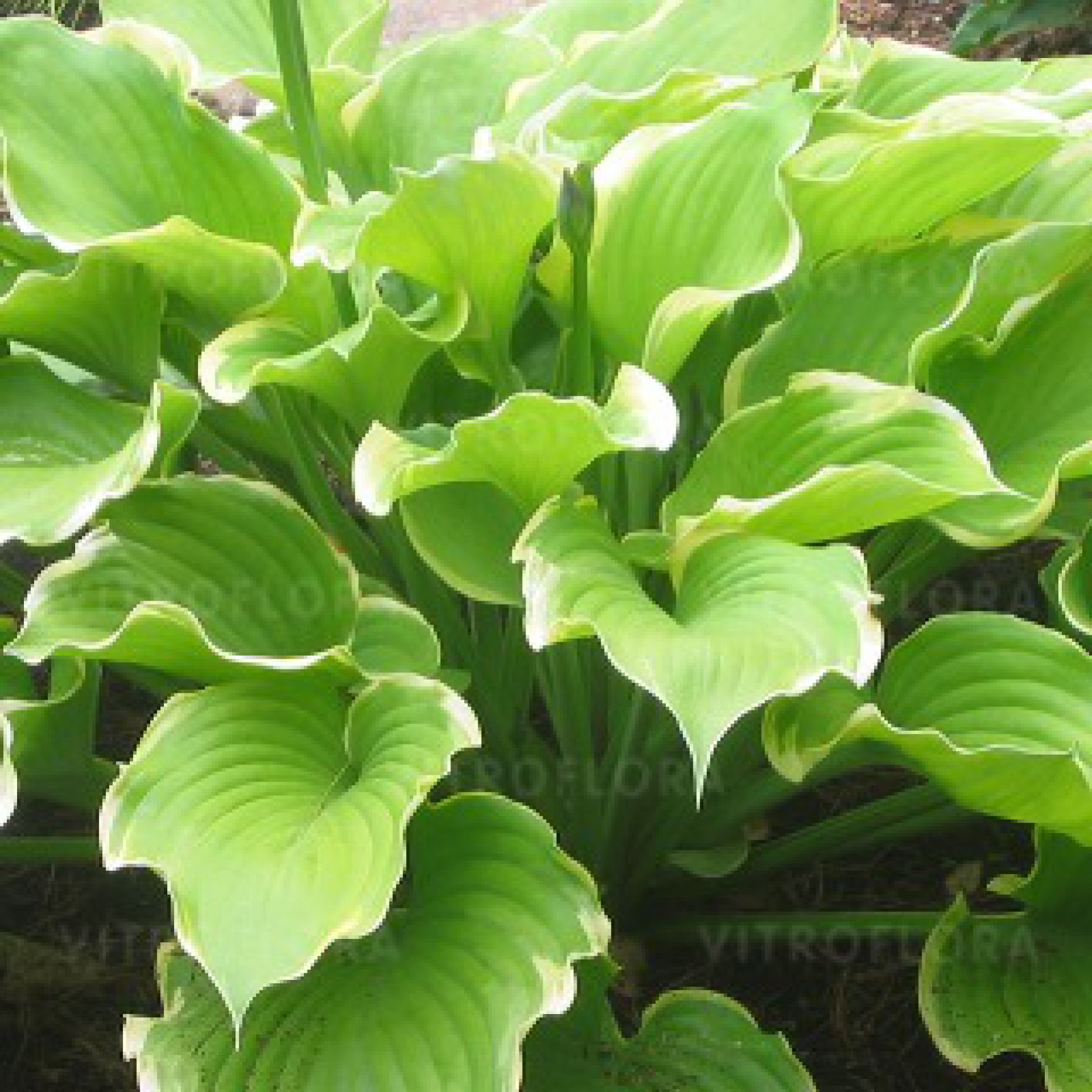 Hosta 'Winter Snow' (Funkia) - - Byliny Hosty - Centrum Ogrodnicze ...